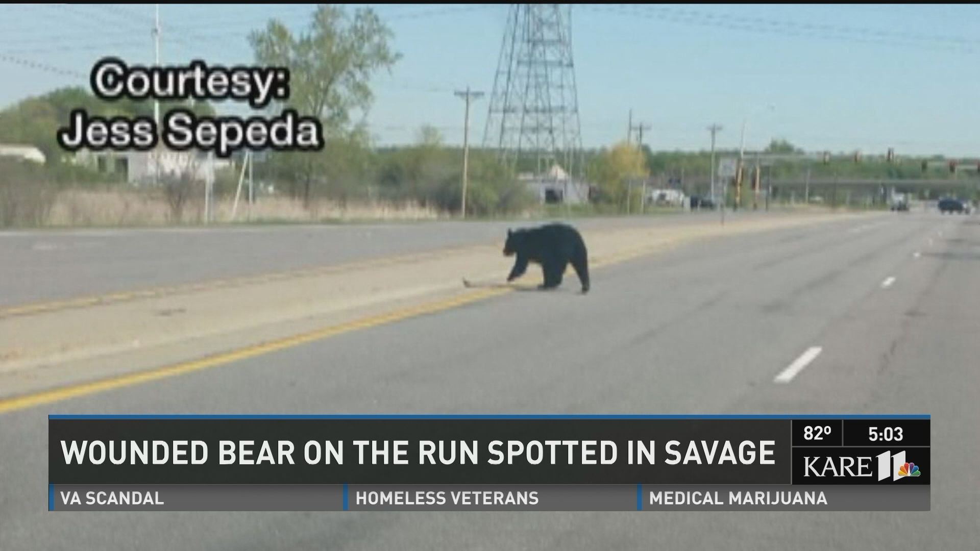 Wounded bear spotted in Eagan | kare11.com