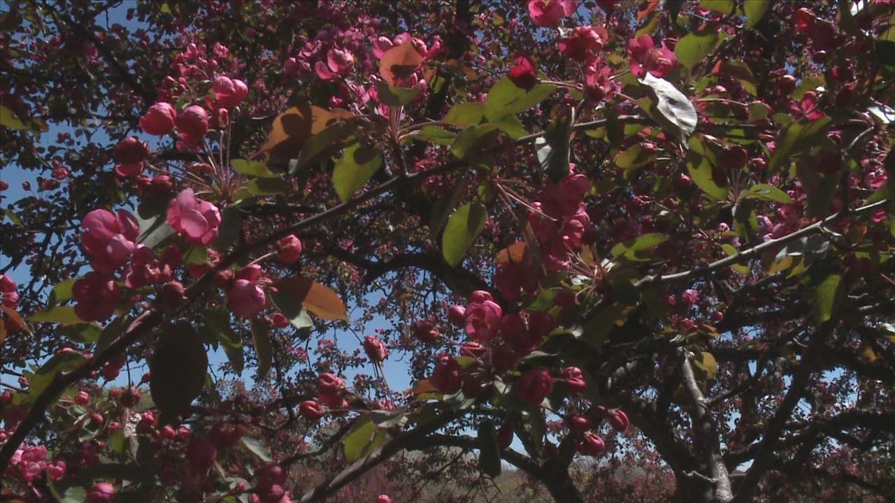 Grow with KARE: It's crab apple season | kare11.com