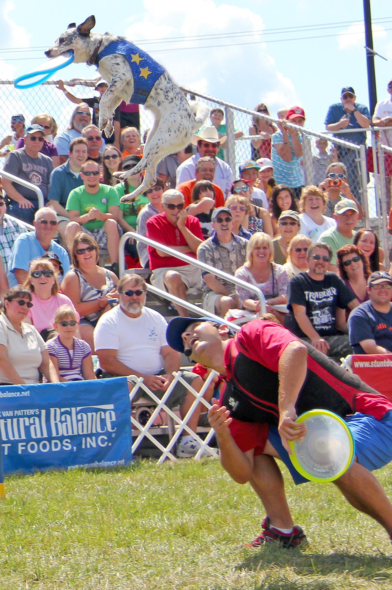 New stunt dog show wows fairgoers | kare11.com