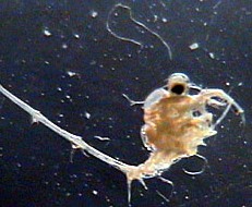Invasive spiny waterflea discovered in BWCA Lake | kare11.com