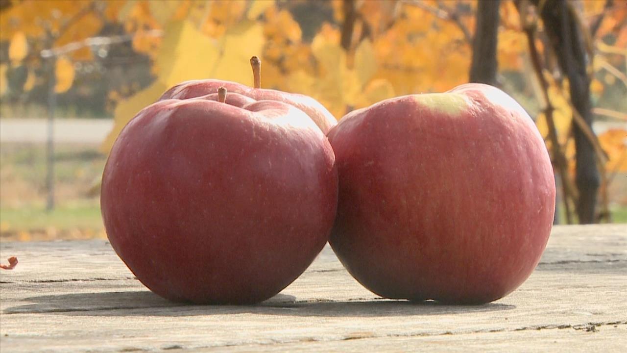 U of M at it again: New apple has been made | kare11.com