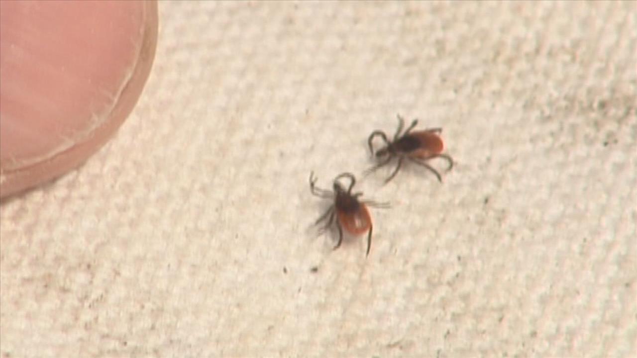 Warm spring brings ticks out early across MN | kare11.com