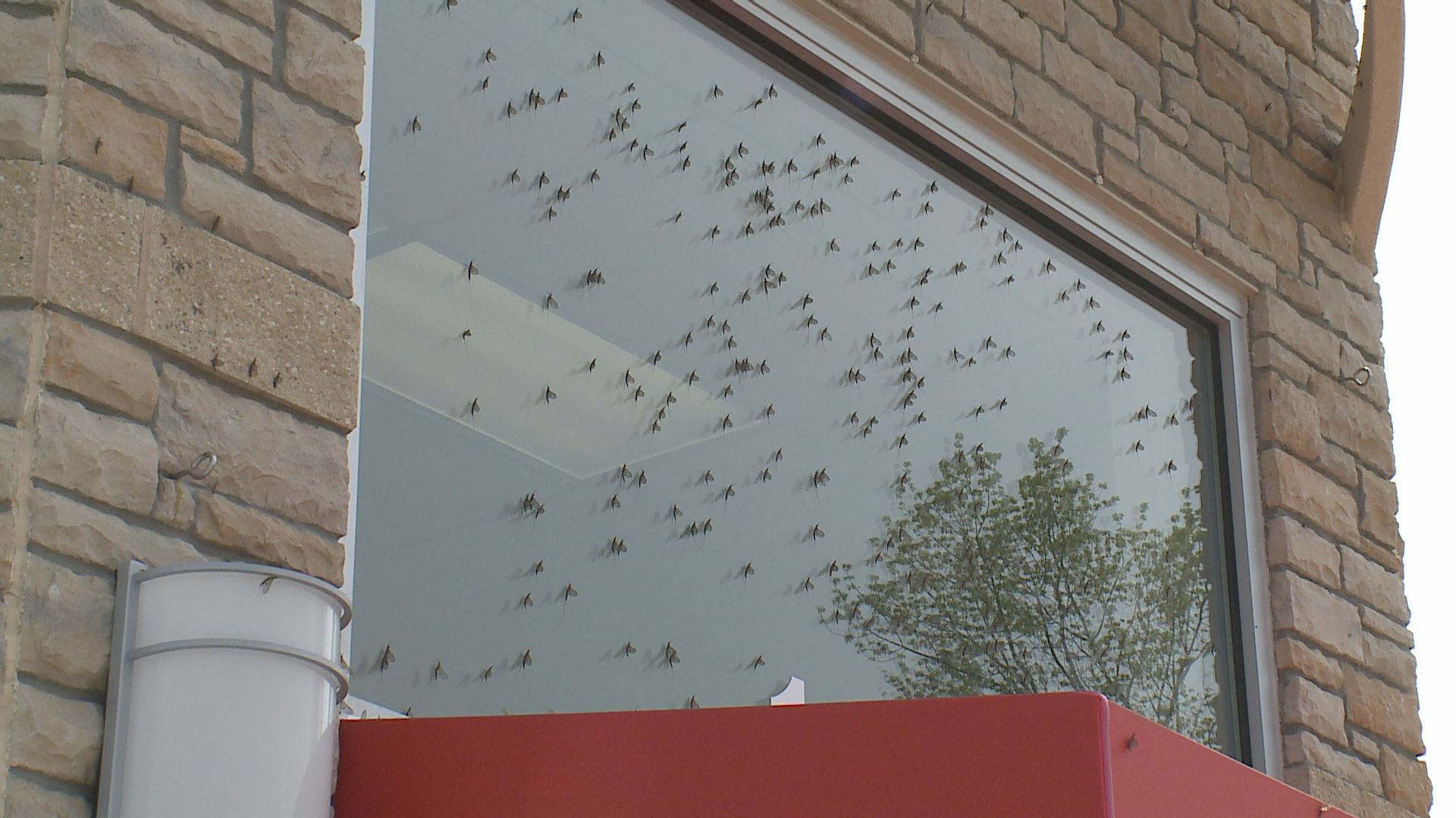 Mayflies hatch in Hastings | kare11.com