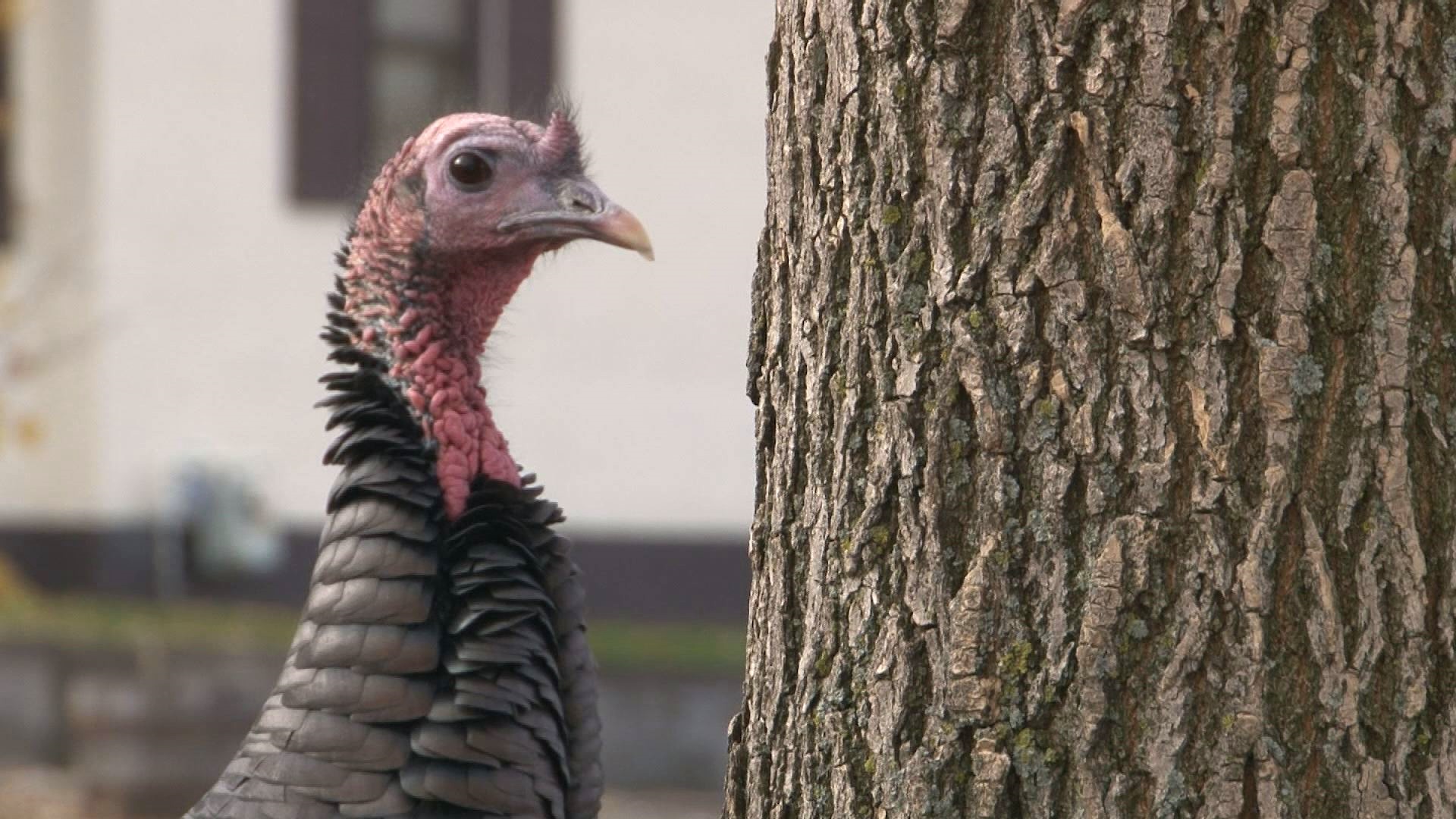 Once rare wild turkeys now thriving in Minnesota | kare11.com