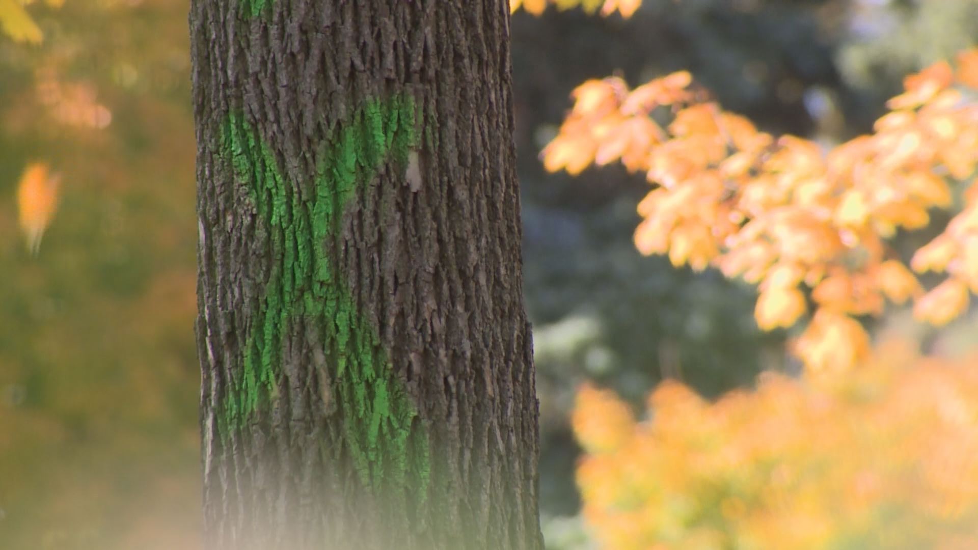 Emerald ash borer infests MN county | kare11.com