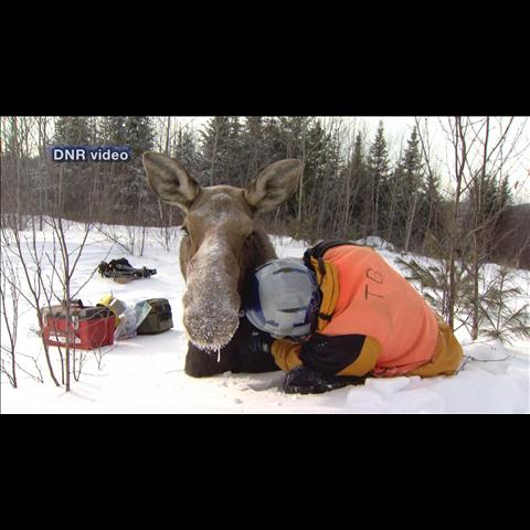 MN moose hunt canceled; DNR works to answer population decline | kare11.com