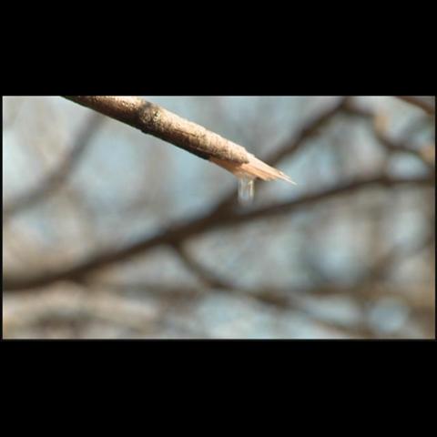 The sap is running; warm weather messes with nature | kare11.com