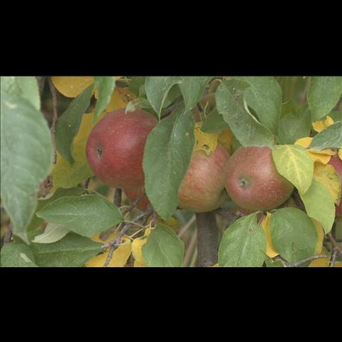 Despite spring freeze, Buffalo apple orchard thriving | kare11.com