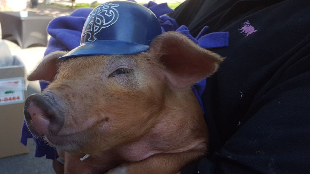 'Little Red Porkette' named St. Paul Saints new mascot | kare11.com