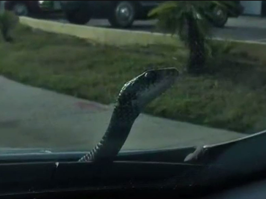 Snake emerges from car hood during rush hour | wusa9.com