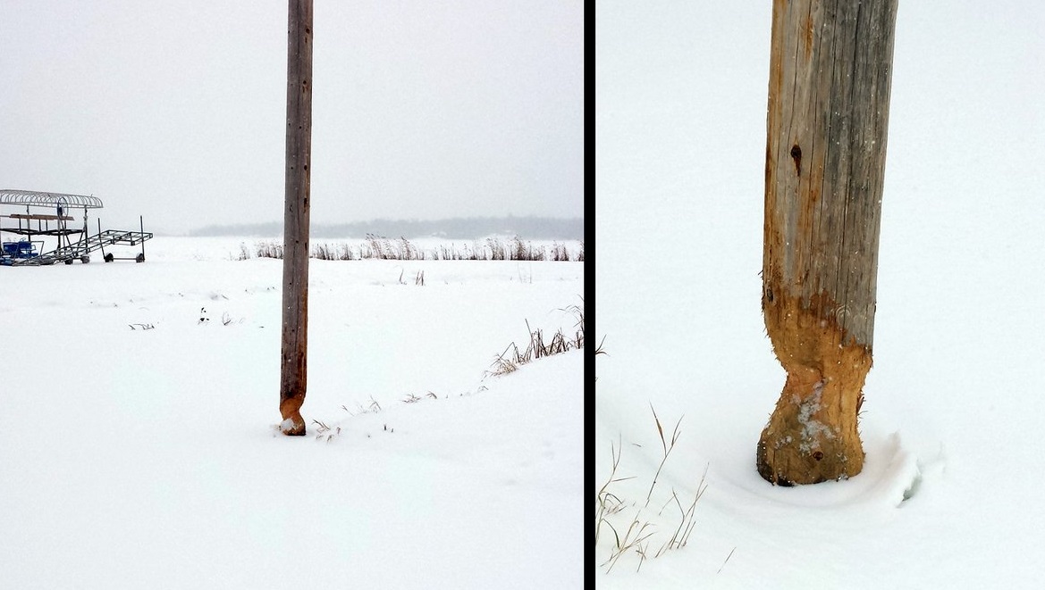 Confused beaver chews power pole instead of tree | kare11.com