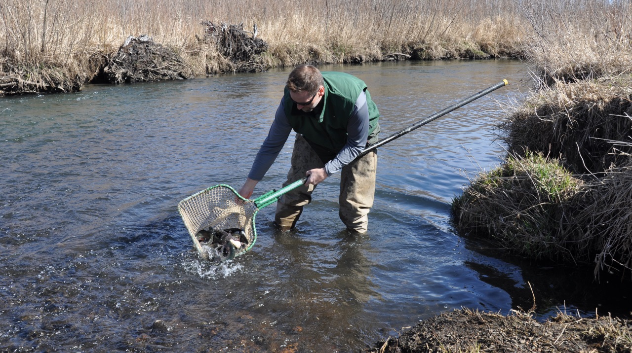 Trout stocking helps river find new life | kare11.com
